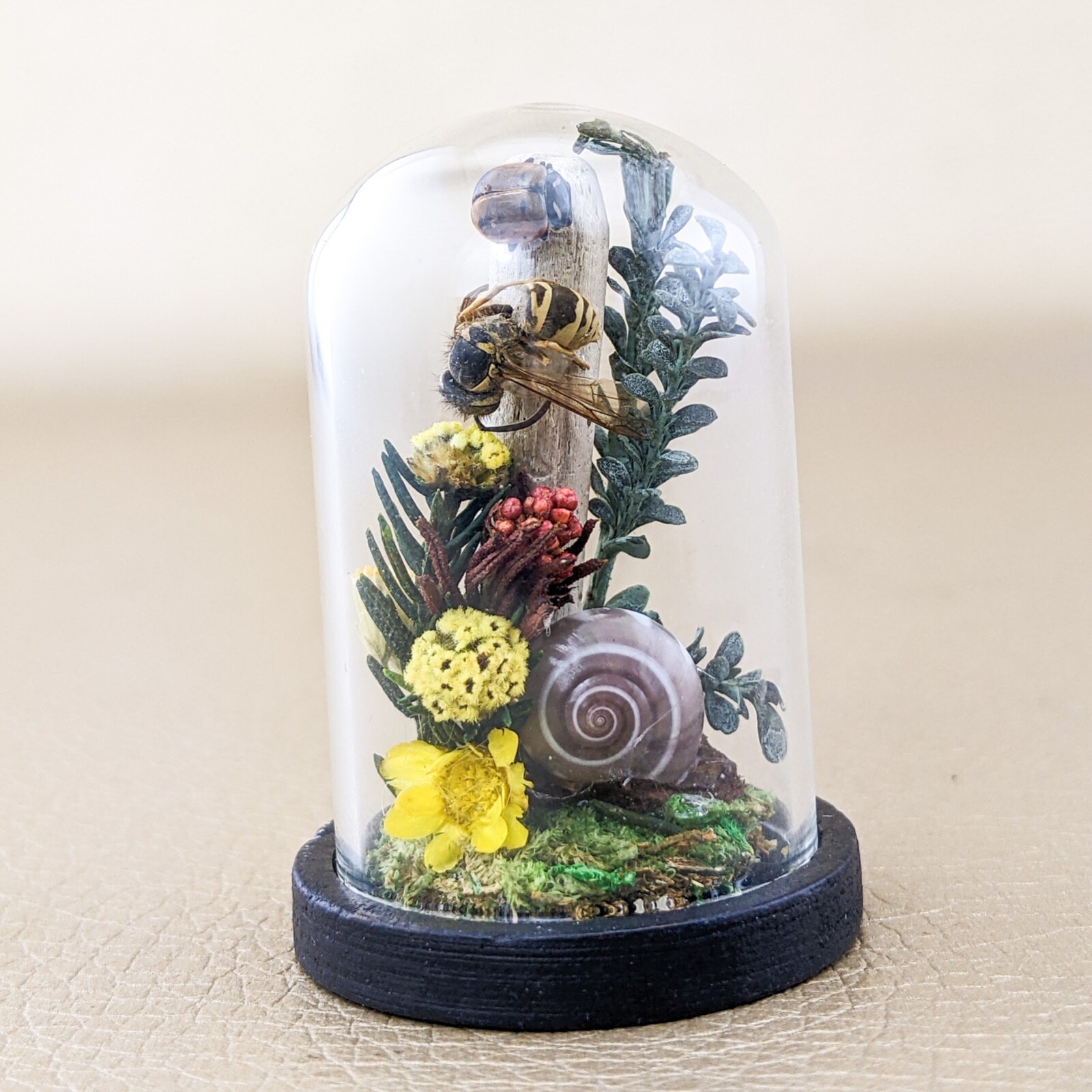 o21g Yellow Jacket Wasp Glass Dome Display Entomology Taxidermy Mini ...
