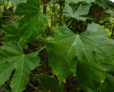 Organic Chaya, Mayan tree spinach (Cnidoscolus chayamansa) - 8 cuttings ...