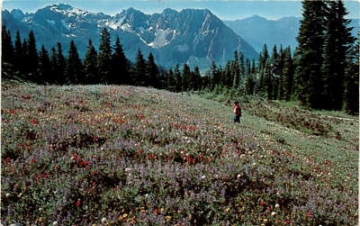 Alpine meadows, Western wild flowers, late July, August, Hubert A ...