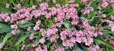 3 Pink Tritonia plants | eBay