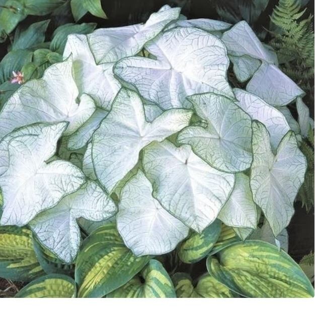 2ct Florida Moonlight Caladium Bulbs - Xplosionseeds | eBay