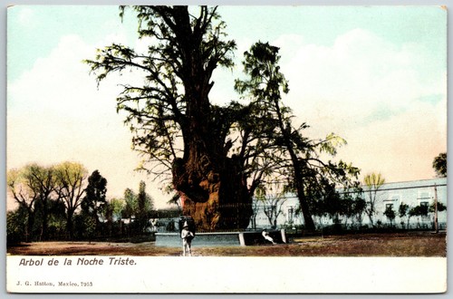 Arbor de la Noche Triste, Mexico - Postcard | eBay