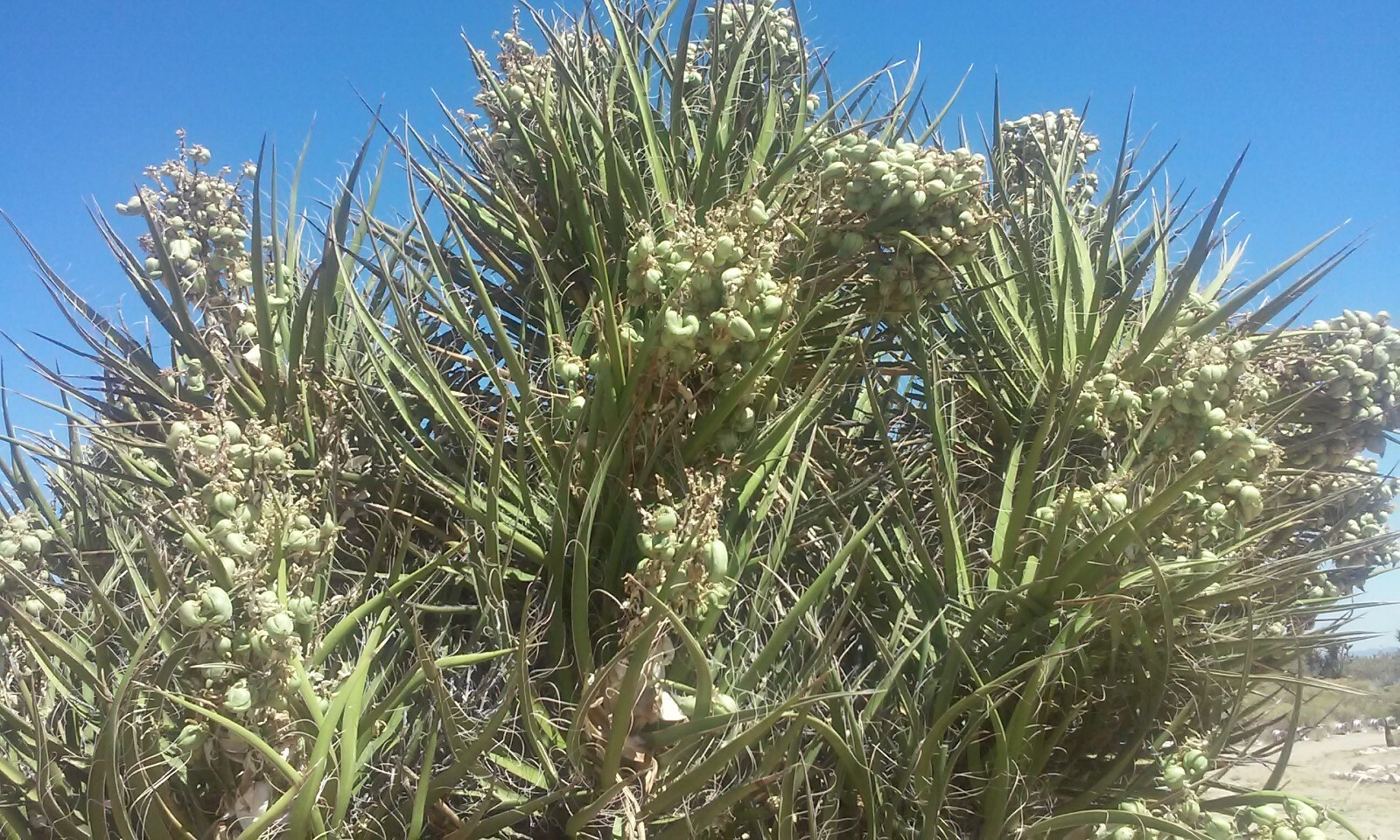Yucca Seeds (Yucca Schidigera) -30seeds- | eBay