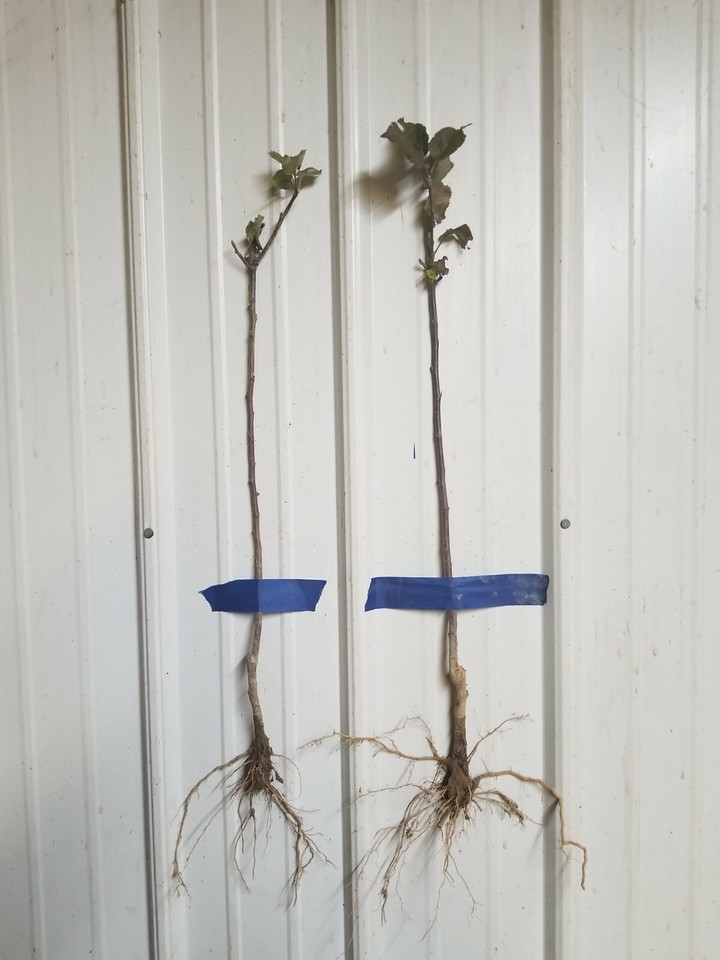 1 "YATES" Apple Tree *Live Plant * 18-30" Tall | eBay