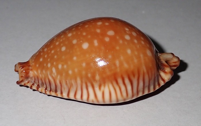 50 mm RARE Cypraea Guttata f. Surinensis Cowrie Seashell #AK2 From ...