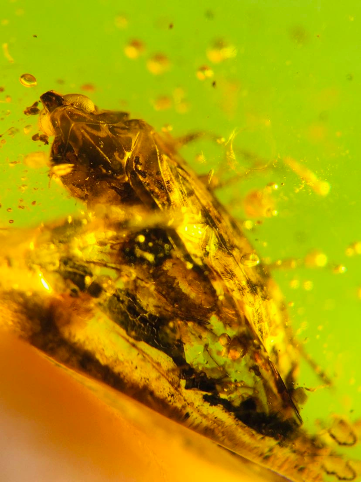 Burmese burmite Cretaceous cicada insect fossil amber Myanmar | eBay