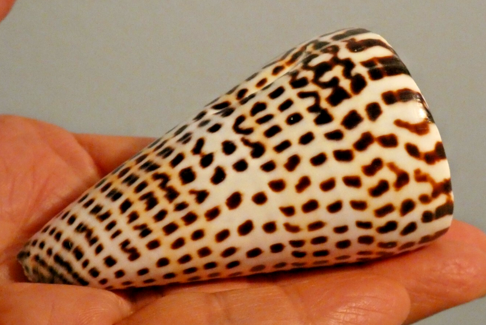 Large Conus Litteratus Linnaeus Sea Shell Rare Real Indo Pacific 65 ...