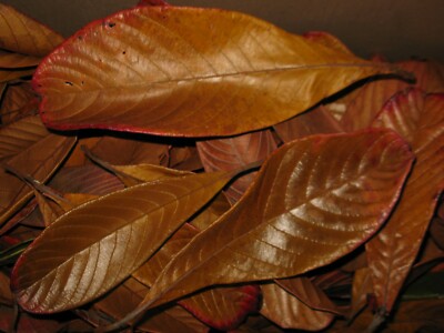 30 Okari nut tree leaves (Terminalia kaernbachii) Shrimp, Bettas ...