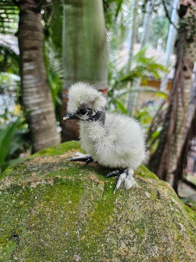 (6) RARE Self Blue / Lavender Silkie Hatching Eggs - Showgirls and ...