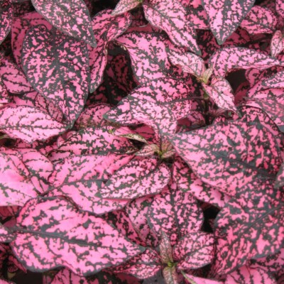 50 Hypoestes Seeds Hypoestes Confetti Rose Seeds | eBay