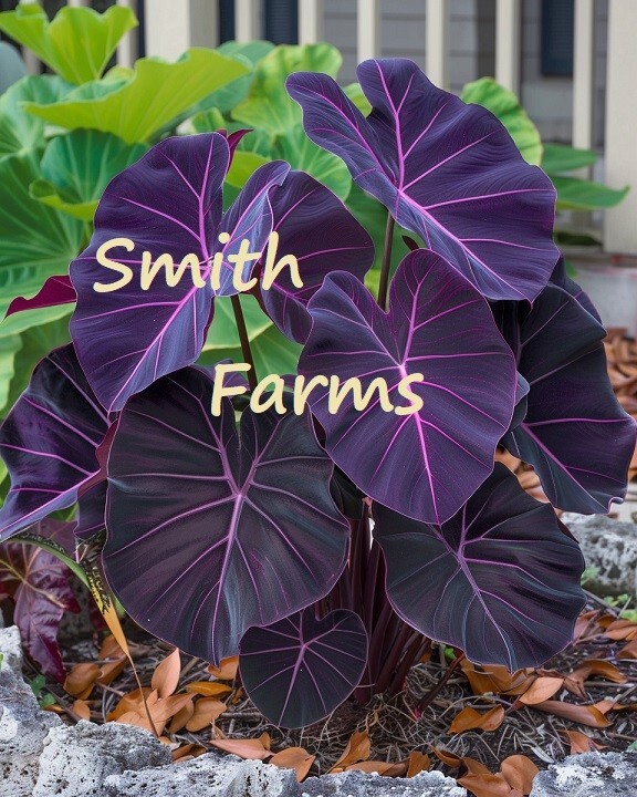 Purple Taro