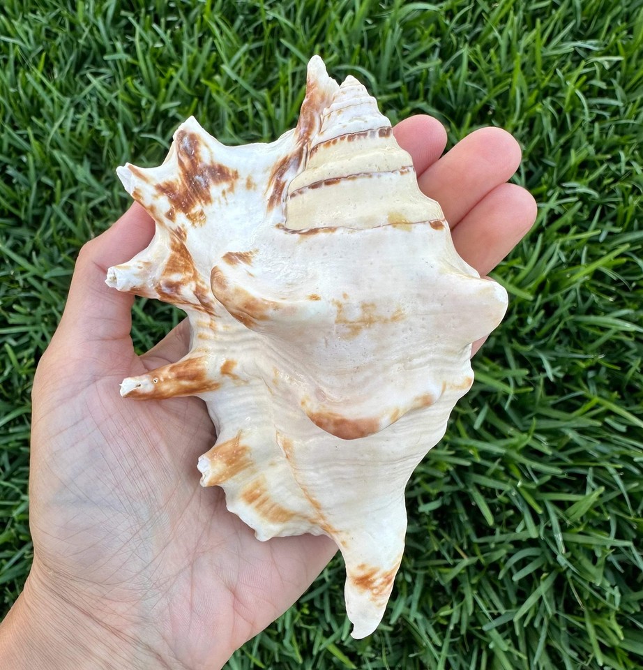 Large Conch Seashell Spiky Natural White Brown Big Sea Shell Beach Home ...