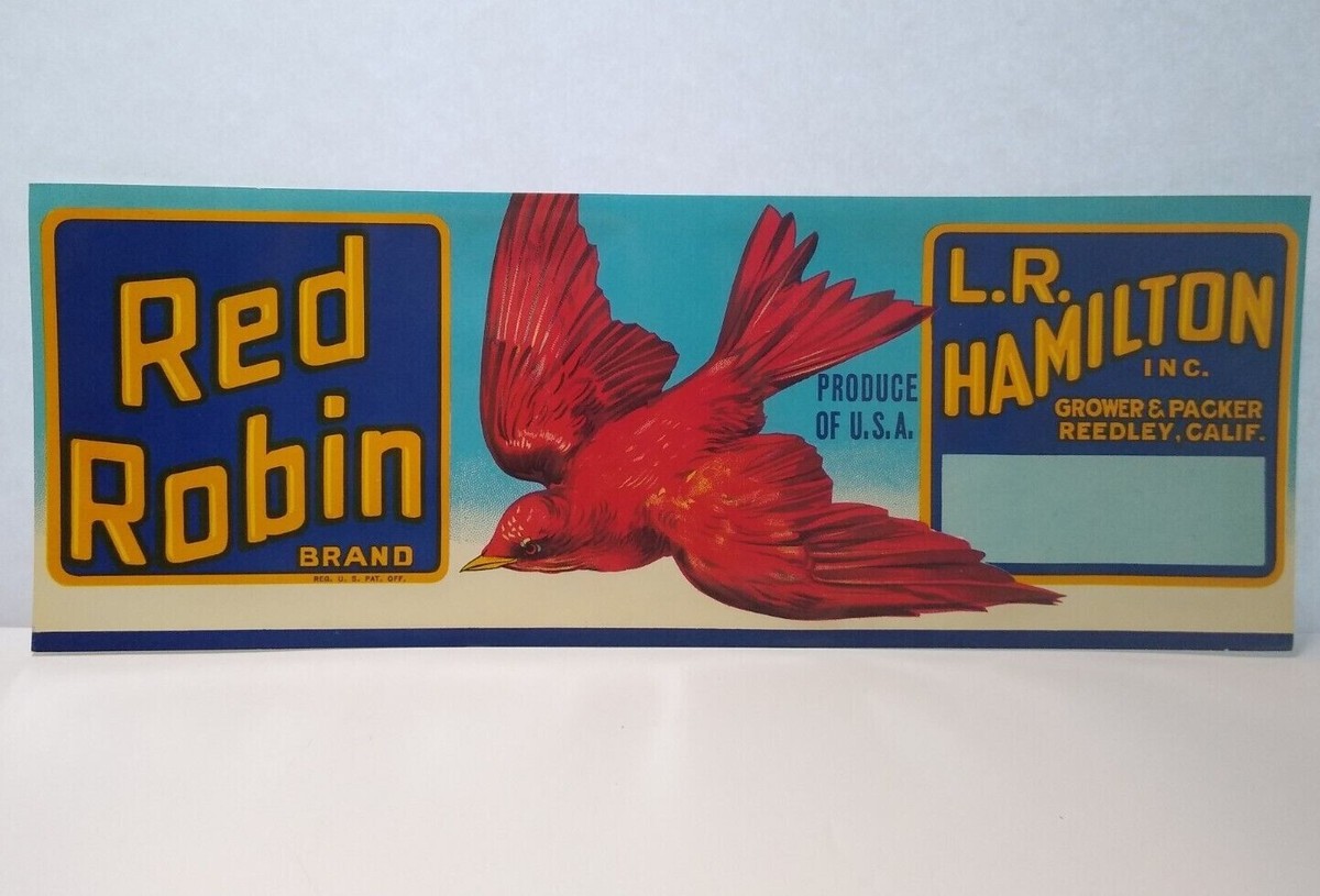 Red Robin Bird Flying