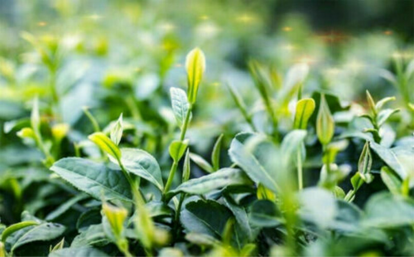 Safran Saffron Authentic Crocus Stigma Croci Chinese Flower Tea ...