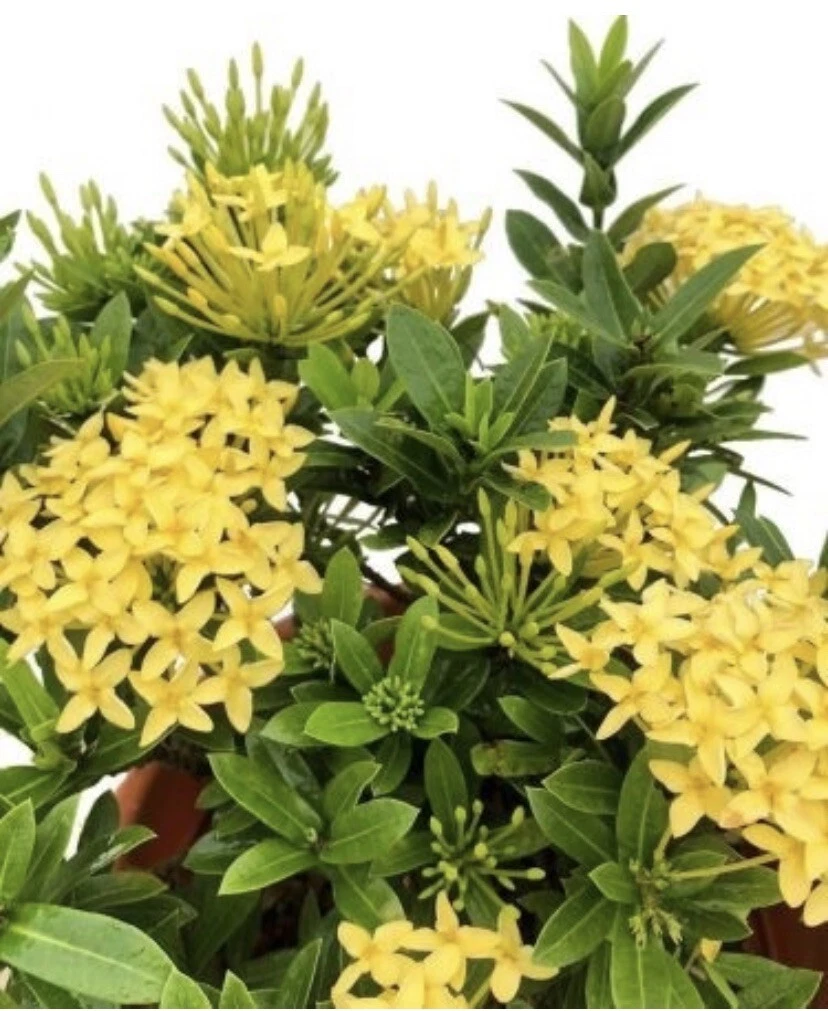 Yellow Ixora Plant