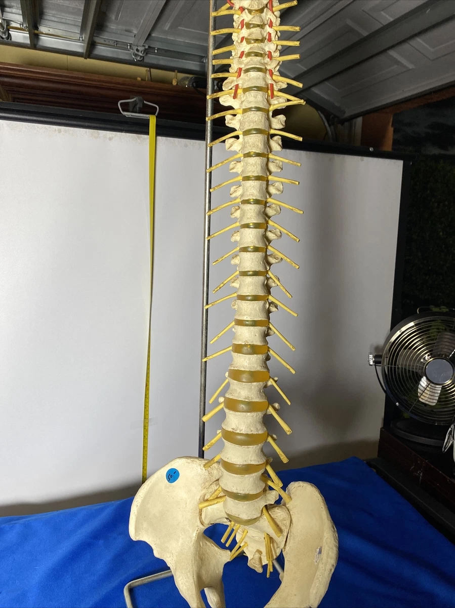 Real Skeleton Spine