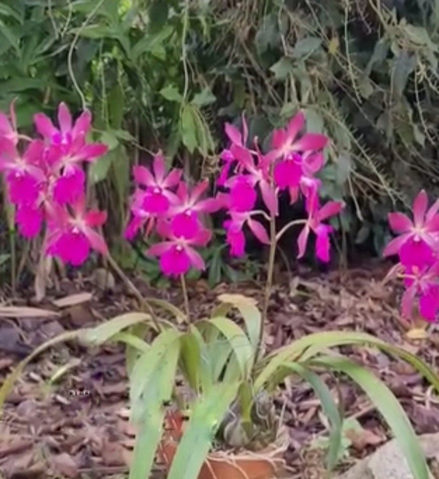 Enanthleya Mitsuko Takasaki Cattleya Encyclia Orchid plant BS | eBay