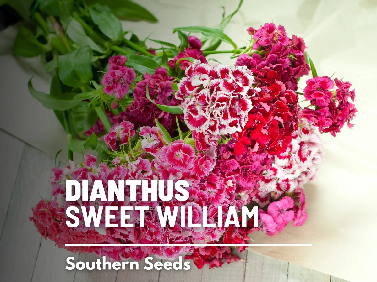 Dianthus Barbatus Seeds