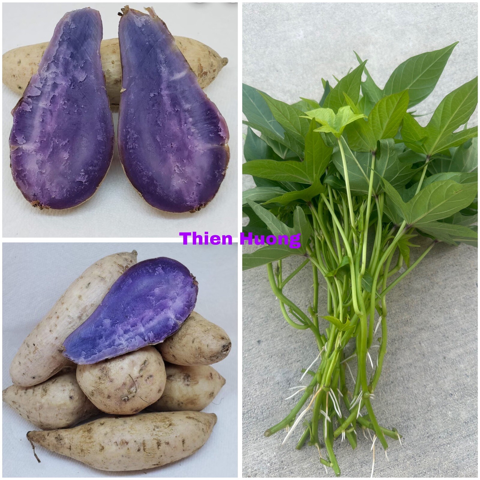 10 Purple And White Japanese Yam Sweet Potato Slips Rooted (dây Khoai ...