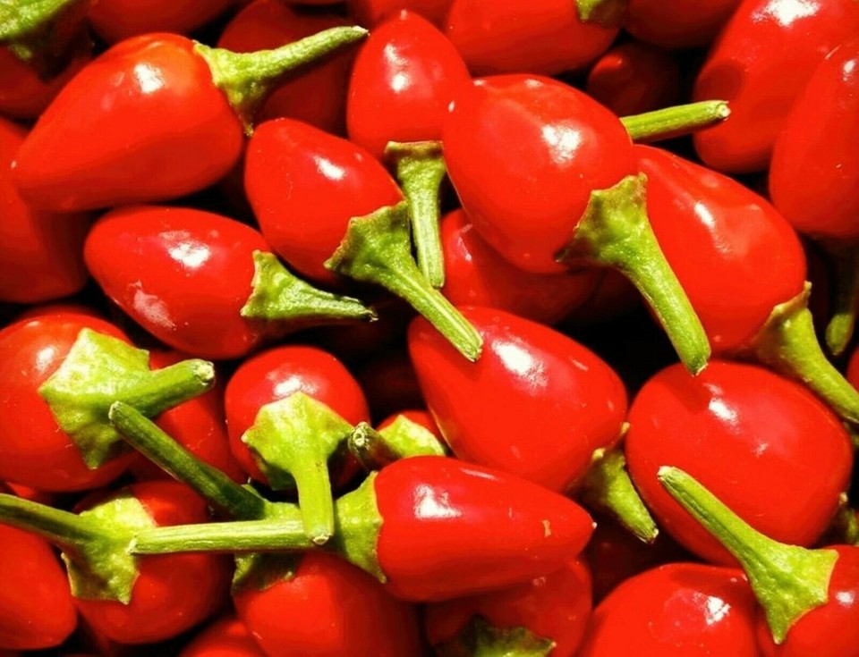 CHILI TEPIN CHILTEPIN PIQUIN SEEDS 20 SEEDS CHILI SPICY CHILI HOT | eBay