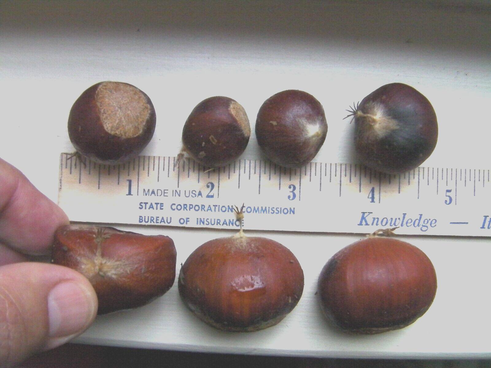 Two Dunstan American-Chinese chestnut trees, seedlings in pots, 8" to ...