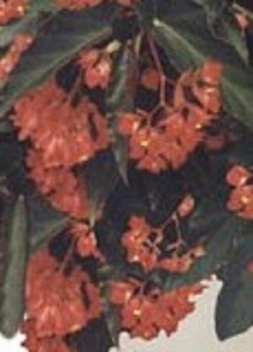 Angel Wing Begonia Torch Red House Plans Rooted Starter Plants BUY 2 ...
