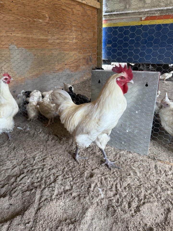 6+American Bresse Meat Chicken Large Hatching Eggs - Very Rare Meat ...