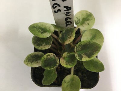 Imp's Angel Wings African Violet Starter Plant | eBay