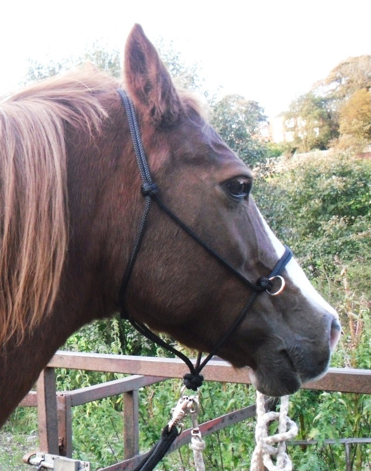 EASY-DOES-IT BITLESS ROPE BRIDLE / HALTER COMBO, PARELLI, NATURAL ...