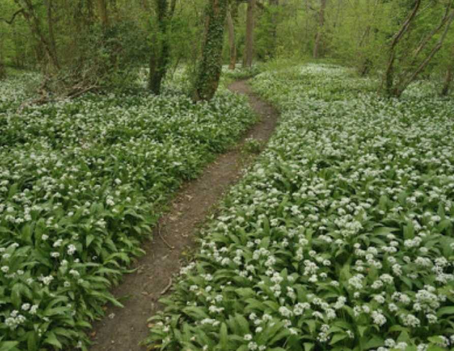 10+ ORGANIC WILD GARLIC SEEDS (Allium ursinum) Herb Medicinal Ramson ...