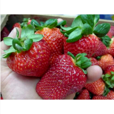 GIANT STRAWBERRY MAXIM, 50 SEEDS + FREE | eBay UK