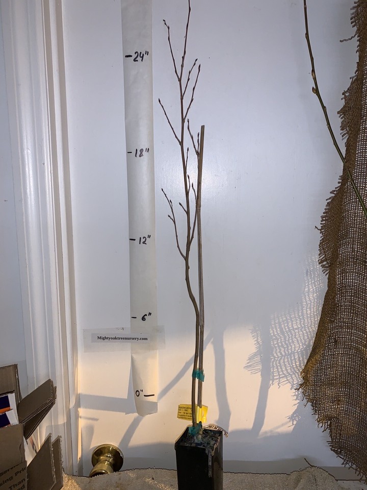 Swedish Columnar Aspen (Populus tremula ‘Erecta’) 1-2 ft tall plant | eBay