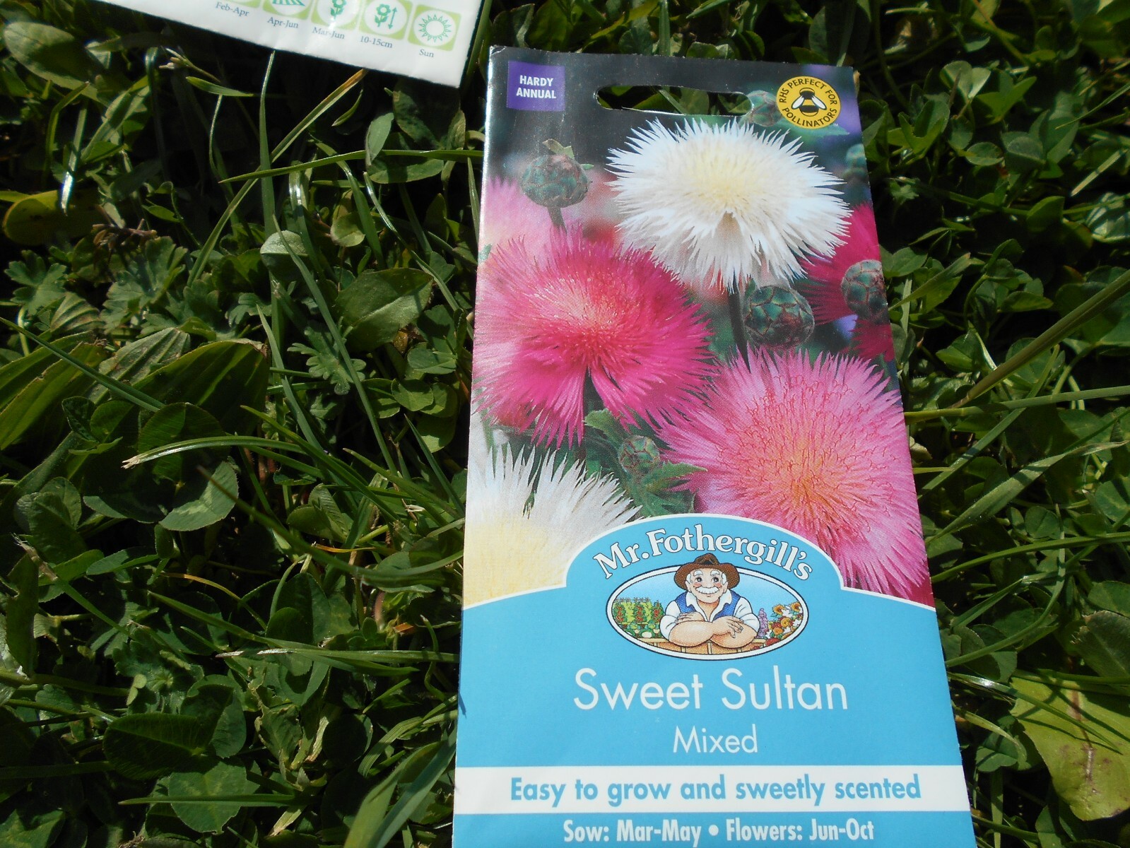 SWEET SULTAN MIXED 100 SEEDS sealed Easy 2 grow 'PUFF' blooms Cutting ...