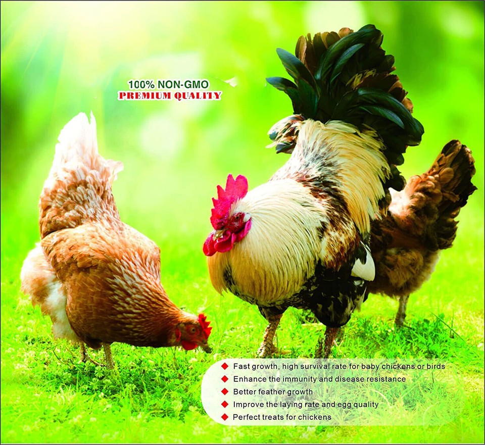 Dried Black Soldier Fly Larvae Chickens Feed Birds Treats Natural Food ...
