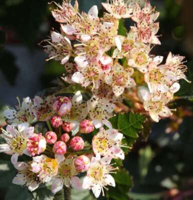 Blasenspiere Little Devil 40-60cm - Physocarpus opulifolius | eBay.de