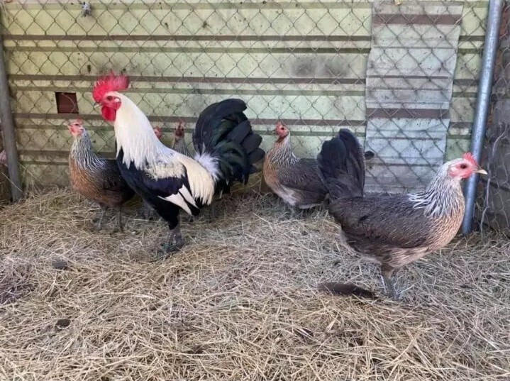 12 PURE BOB BENNETT GREY CHICKEN HATCHING EGGS GAME REGULAR GRAY | eBay