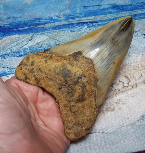 MEGALODON SHARK TOOTH 4 1/2" SHARK TEETH LRG JAW FOSSIL STUNNING COLOR ...
