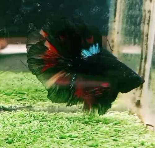 Live Betta Fish Halfmoon Avatar Nebula Gordon Galaxy male$AQ7 From ...