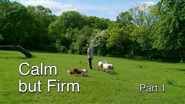 NEW - SHEEPDOG TRAINING TUTORIALS volume 1 - farming herding dog ...