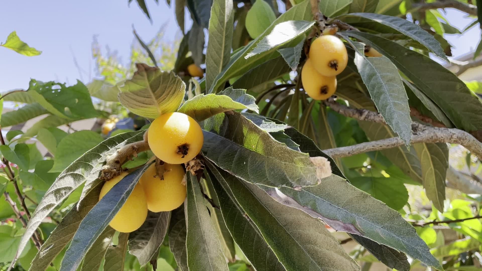 15 Pieces Grade A Fresh Picked Loquat Leaves Non-GMO Organic Herb Tea ...