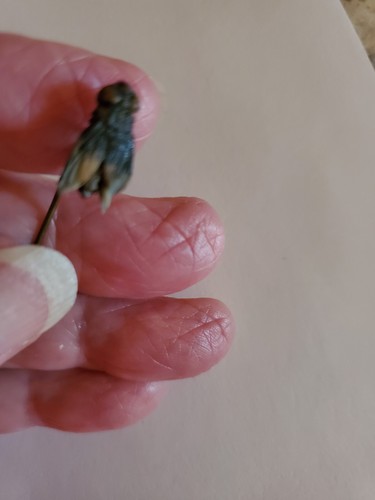 Antique Victorian Fly Stick Pin Looks Real - Gem