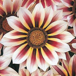 Gazania New Day Rose Stripe 250 seeds | eBay
