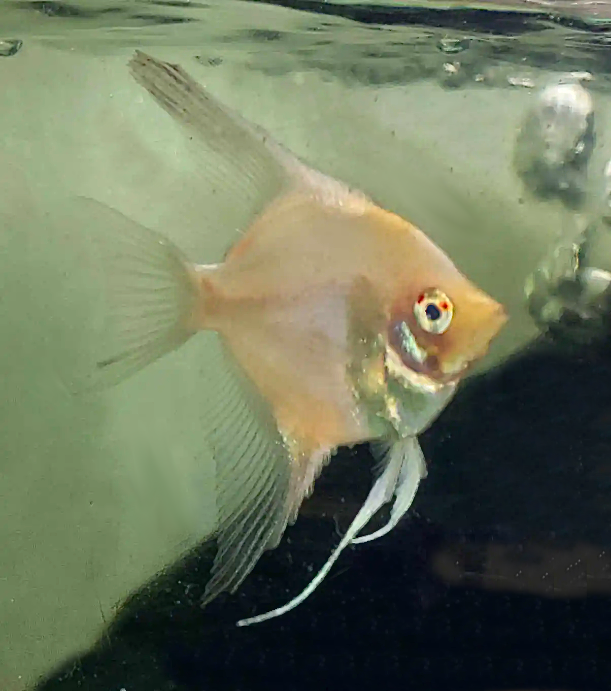 Gold Blushing Bulgarian Green Angelfish - Be the first to own one! | eBay