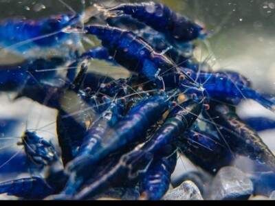 24 Ocean Blue aka Blue Diamond Neocaridina Aquarium Shrimp FREE ...
