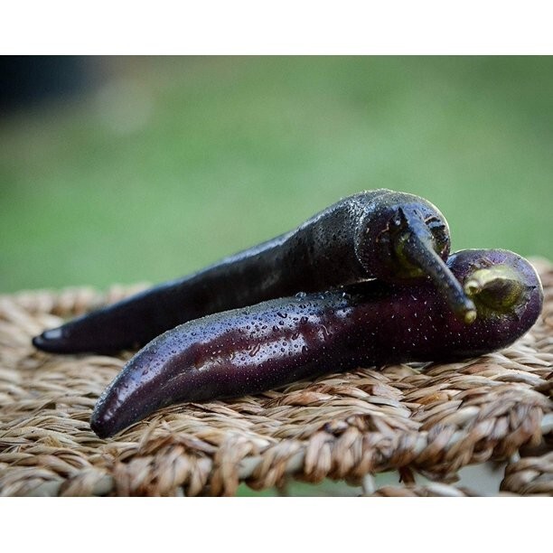 COUNT DRACULA Pepper Seeds 25,000-50,000 Scoville SHU Vampire HOT Chili ...