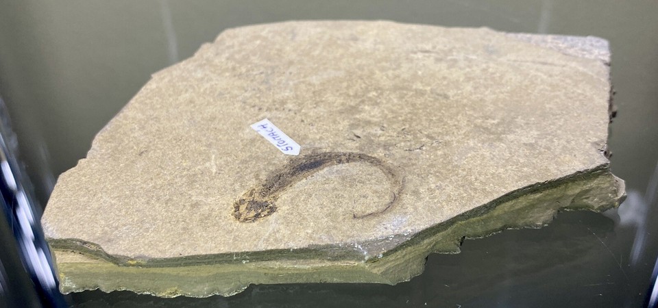 Branchiosaurus Amphibian w/ Stomach Content Fossil #2 -Permian Period ...