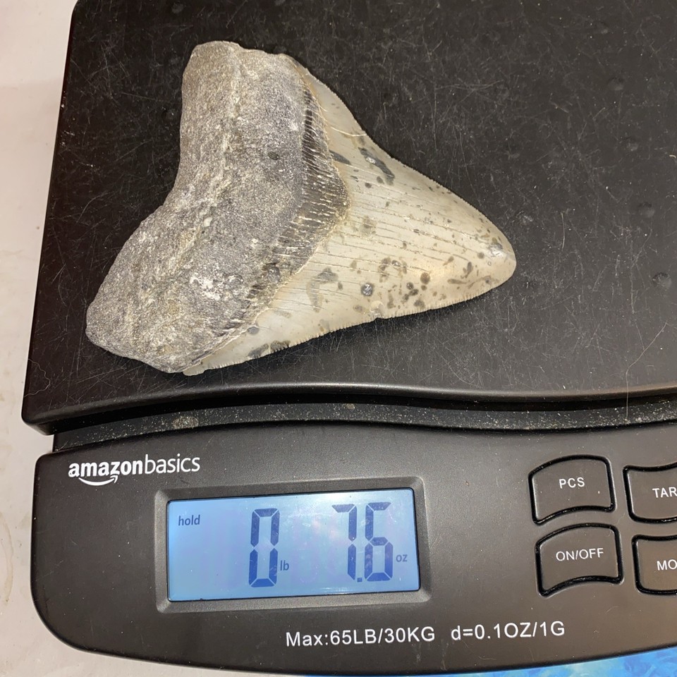 MEGALODON SHARK TOOTH 4.57” HUGE TEETH MEG SCUBA DIVER DIRECT FOSSIL NC ...