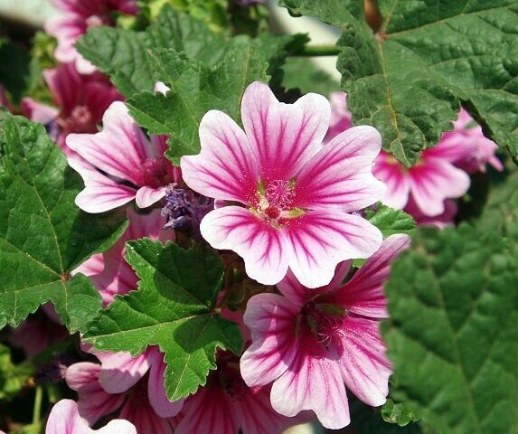 ZEBRA MALLOW 100 SEEDS, WHITE, ZEBRA STRIPED FLOWERS, HARDY, MALVA ...