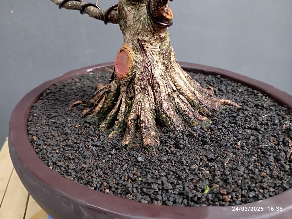 Real ~ Ficus Microcharpa Bonsai Tree ~ Old ~ Neat Circumferential Root ...