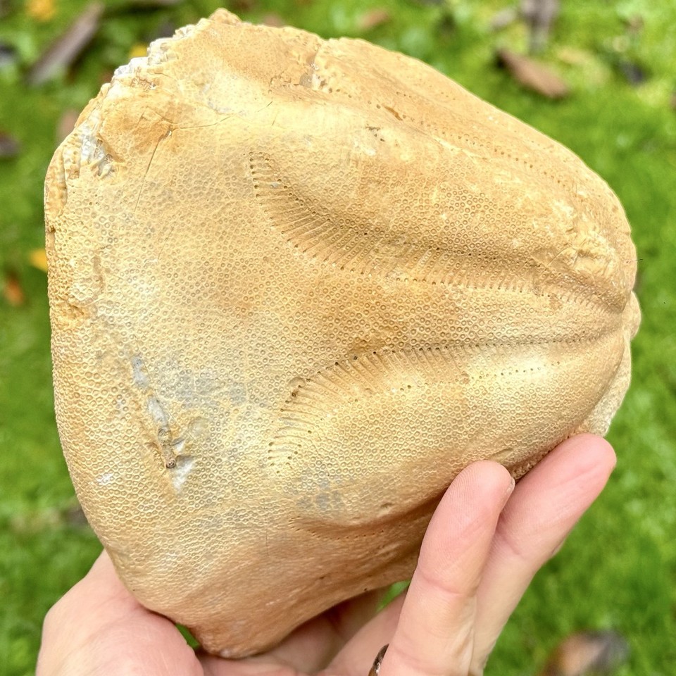 RARE 6" Clypeaster altus Fossil Echinoid Miocene Spain A-Grade Pozo ...